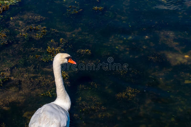 The Head of a Bird on a Long White Neck. Portrait of a Bird Stock Photo ...