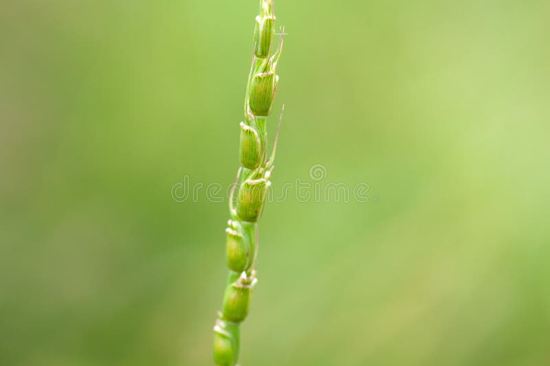 Head of a Tausch S Goatgrass, Aegilops Tauschii Stock Image - Image of ...