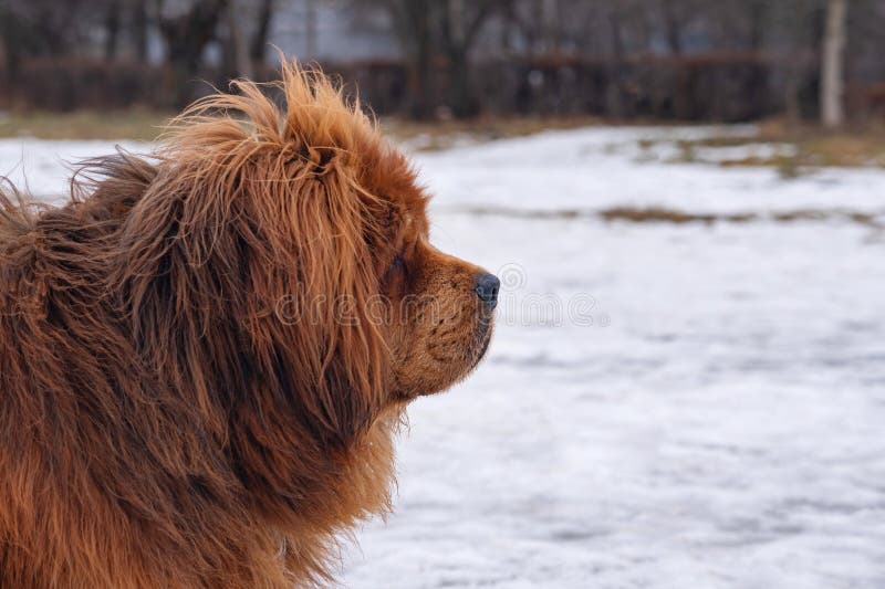 The Head of a Tibetan Mastiff. Side View Stock Photo - Image of head ...