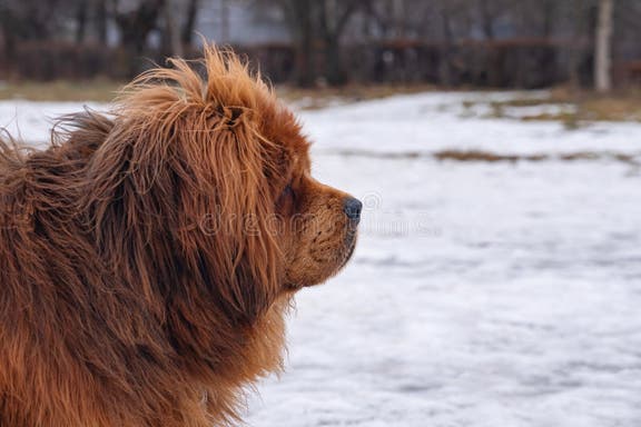 The Head of a Tibetan Mastiff. Side View Stock Photo - Image of head ...