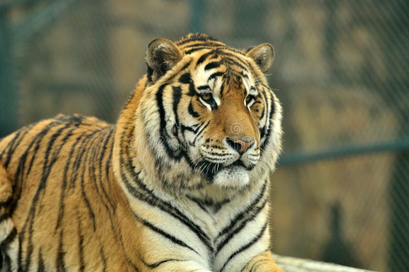 Head tiger arkivfoto. Bild av isolerat, köttätande, uttryck - 88995034