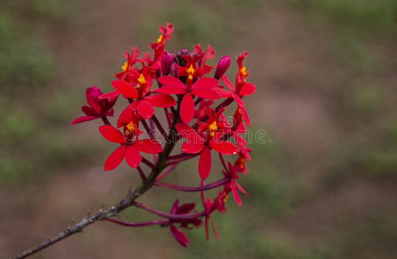 Head of Tiny Red Epidendrum Orchid Flowers Stock Photo - Image of petal ...
