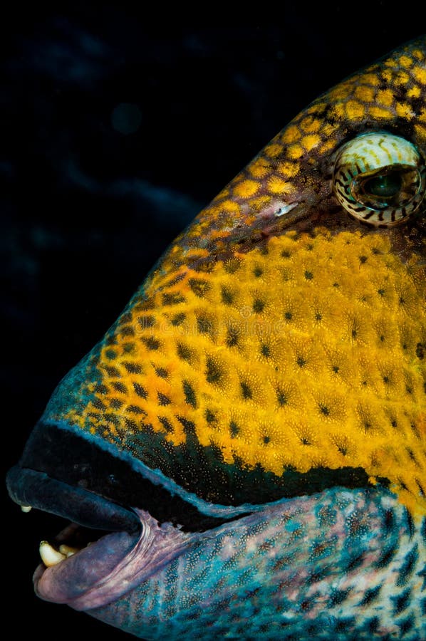 Underwater Macro Creatures in the Maldives Stock Image - Image of ...