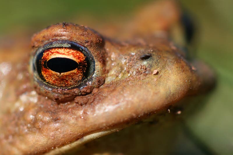 Head Of Toad Picture. Image: 2281733