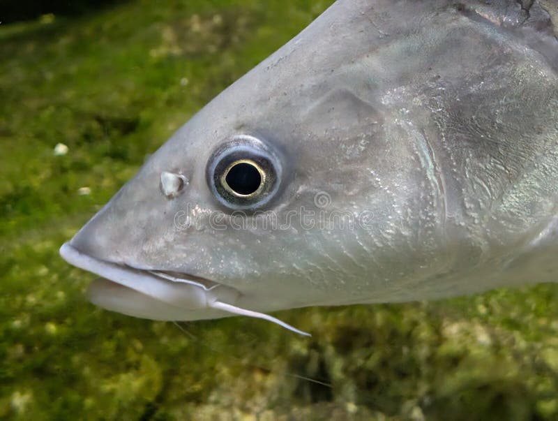 Head of tor putitora fish stock image. Image of tropical - 341582905