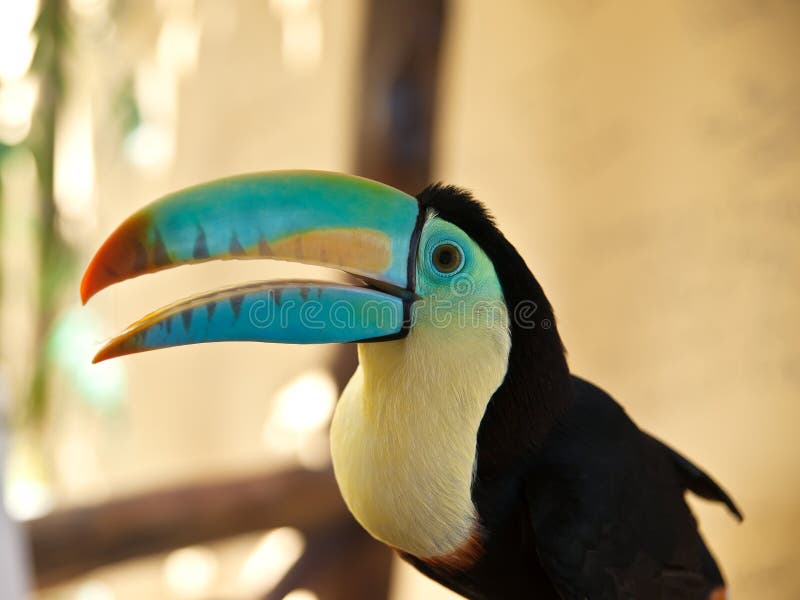 Head of toucan stock photo. Image of rain, profile, orange - 20229192