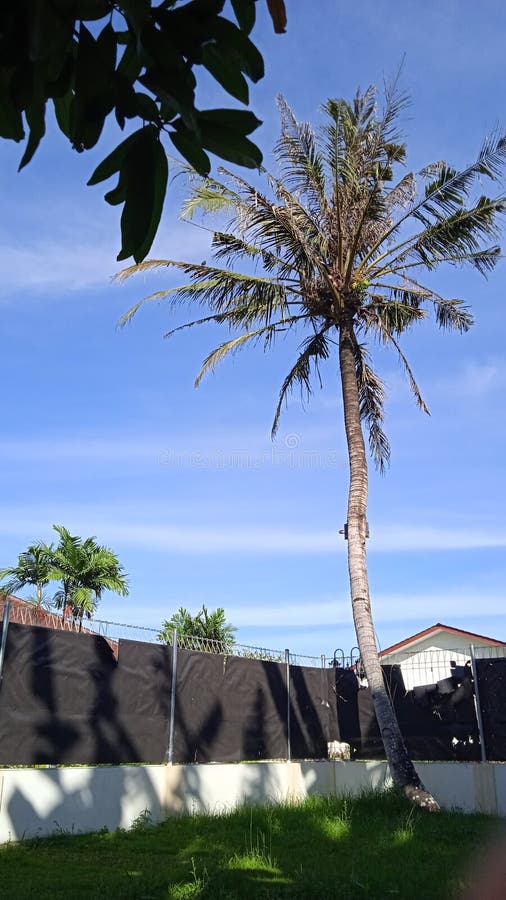 A Head Tree that Stands Alone and Lives on among Other Trees. Blue Sky ...