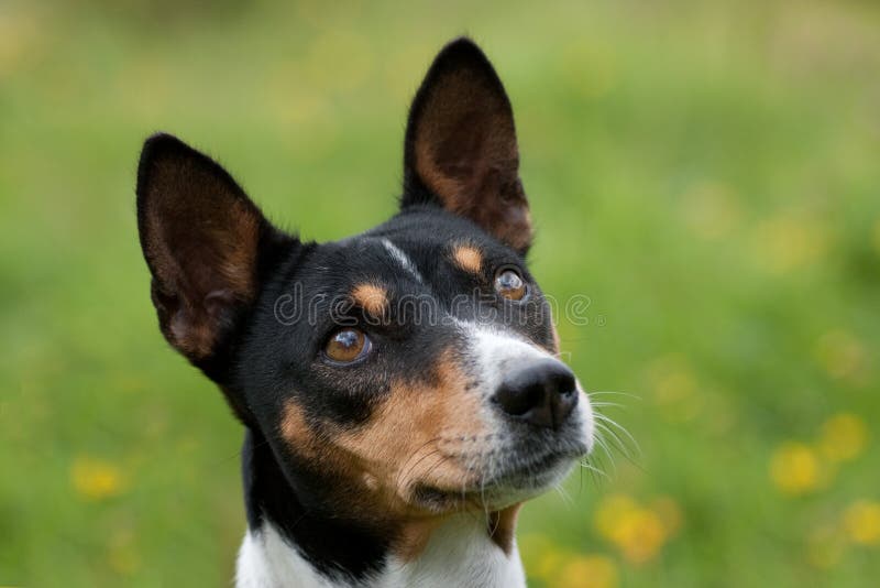 Basenji Head stock photo. Image of nose, short, pips, basenji - 824674