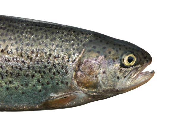 Head of trout stock image. Image of scales, gills, white - 13009499