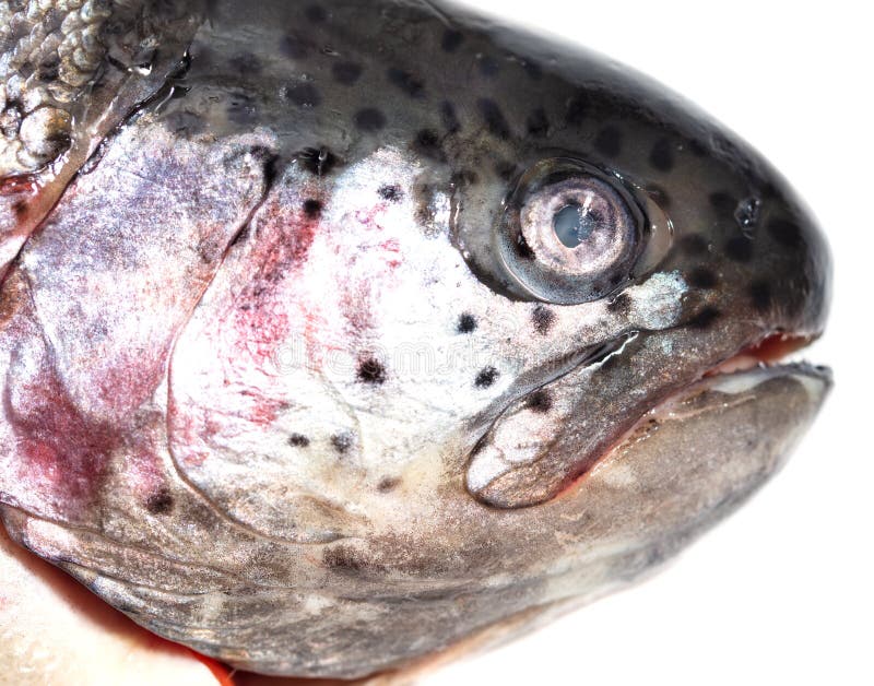 Head of trout stock image. Image of scales, gills, white - 13009499