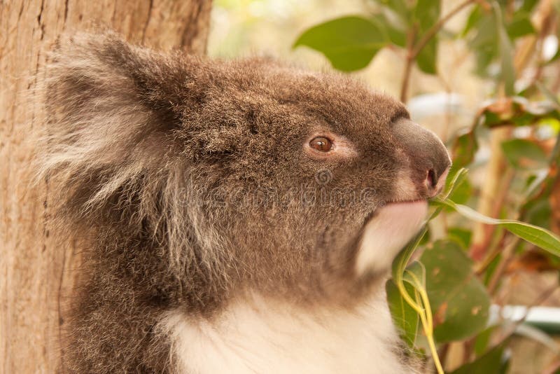 625 Koala Head Photos - Free & Royalty-Free Stock Photos from Dreamstime