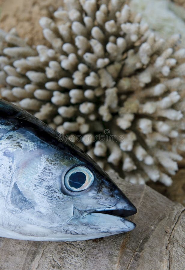 Head of tuna fish stock photo. Image of cold, water, tray - 7693774