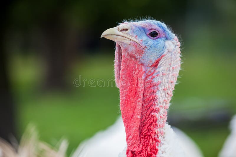 An head of an turkey stock image. Image of close, feather - 98161503