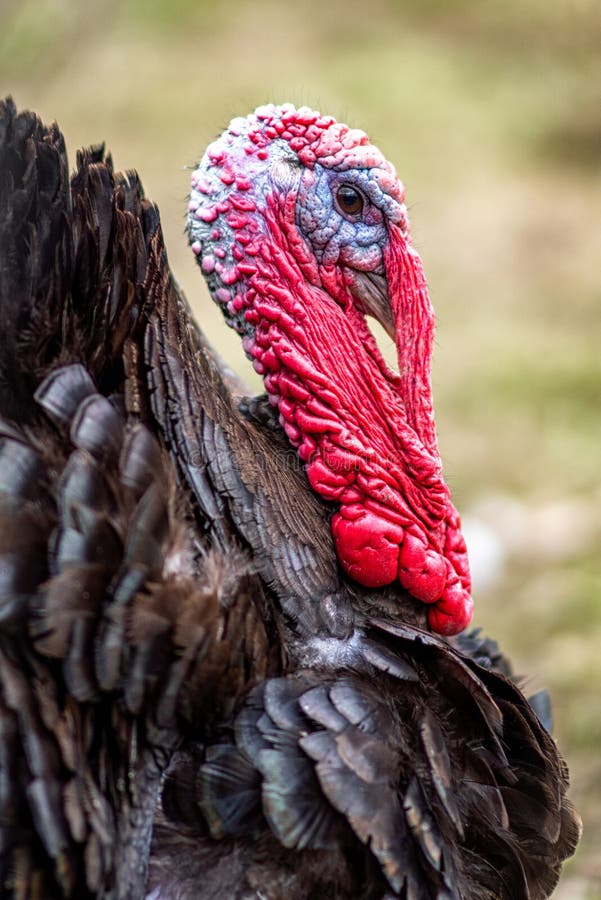 Red Head of a Turkey Vulture Stock Photo - Image of front, hunter ...