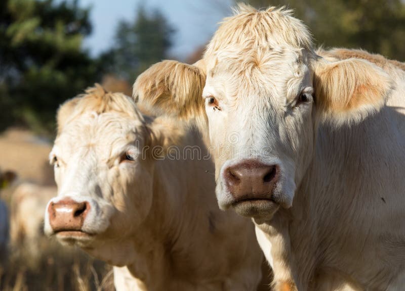 Head of Two Cows, in Latin Bos Primigenius Taurus Stock Photo - Image ...