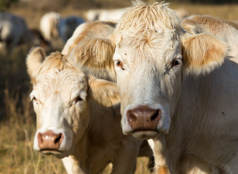 Head of Two Cows, in Latin Bos Primigenius Taurus Stock Image - Image ...
