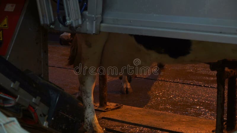 Head and Udder of the Cow Near the Automatic Milking Machine Stock ...