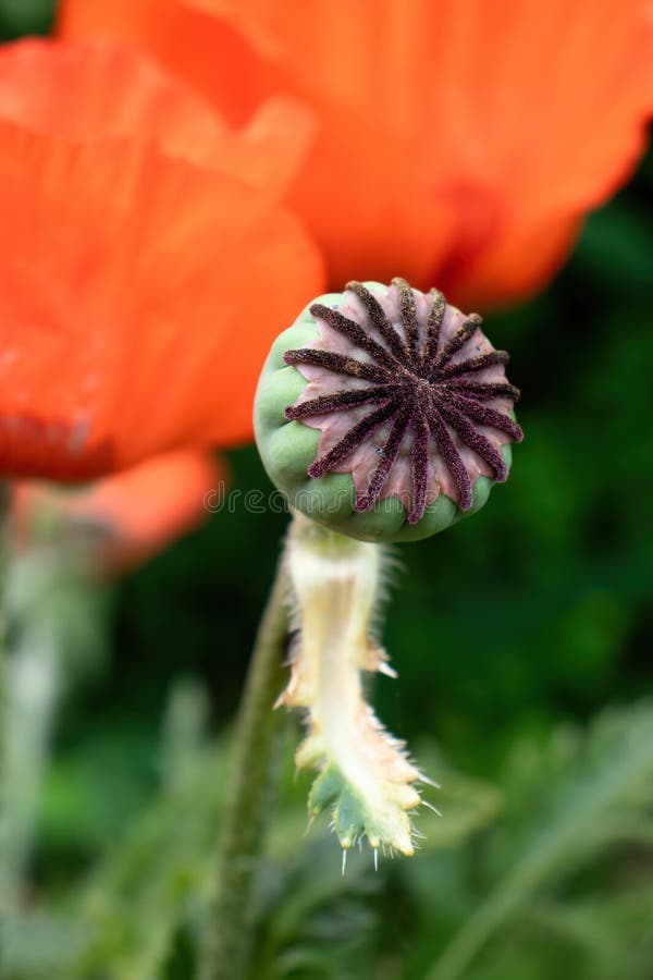 Head of Unopened Poppy Flower Stock Photo - Image of beautiful, botany ...