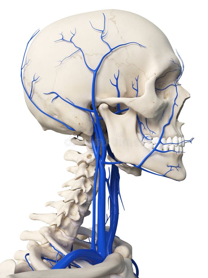 The arm and shoulder veins stock illustration. Illustration of vascular ...