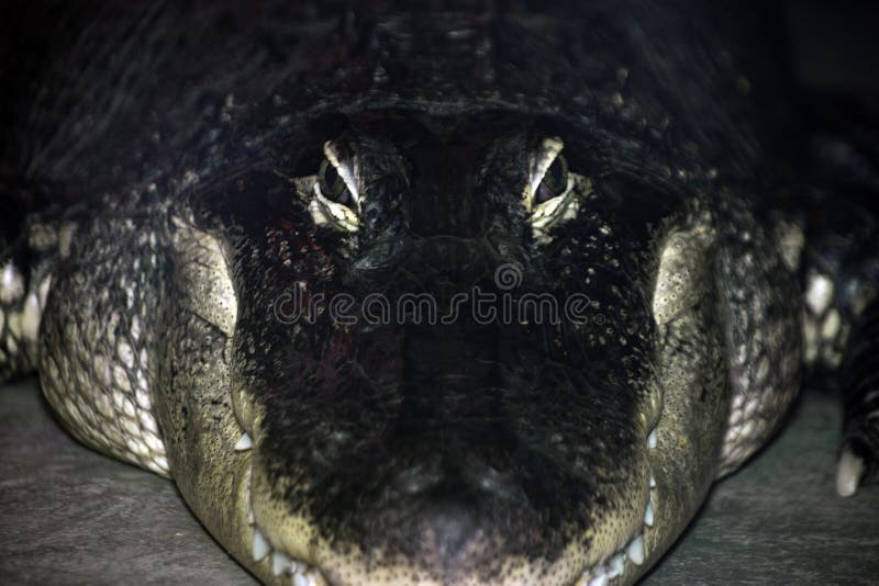 Head on View of Menacing Alligator Face Stock Photo - Image of species ...