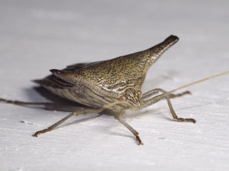 Head View of a Silver and Grey Shield Bug (Family Acanthosomatidae ...