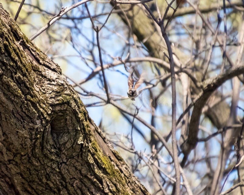Head-on View of Sparrow Speed-flying through Magnolia Tree. Stock Image ...