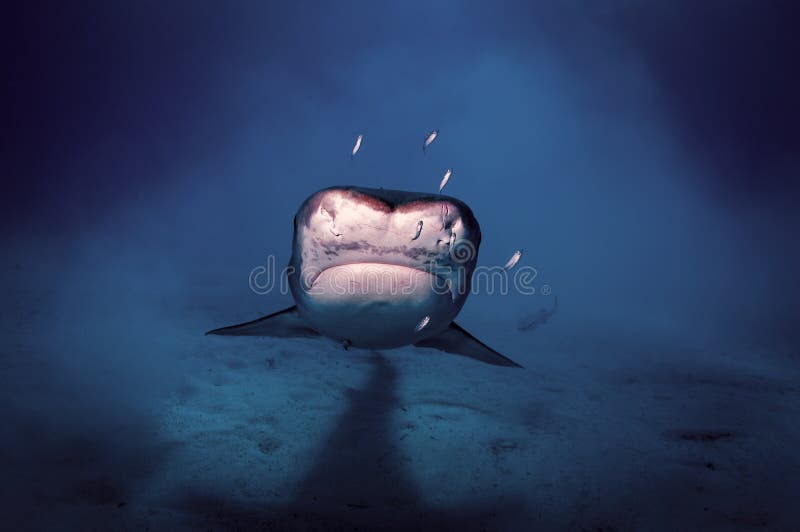 Head on View of a Tiger Shark Stock Photo - Image of fish, underwater ...