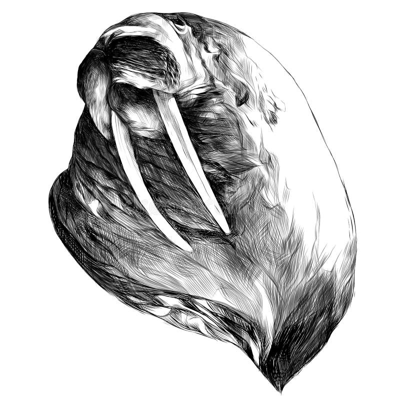 Walrus Head Drawing stock illustration. Illustration of front - 96908563