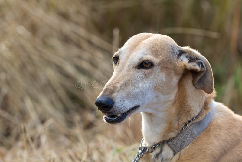 Head of whippet stock image. Image of summer, greyhound - 25924625