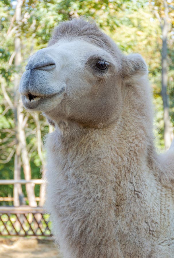 The Head of a White Bactrian Camel, or Bactrian, - the Largest ...