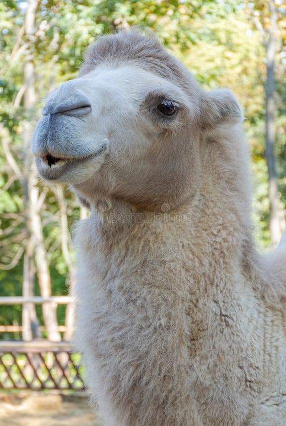 The Head of a White Bactrian Camel, or Bactrian, - the Largest ...