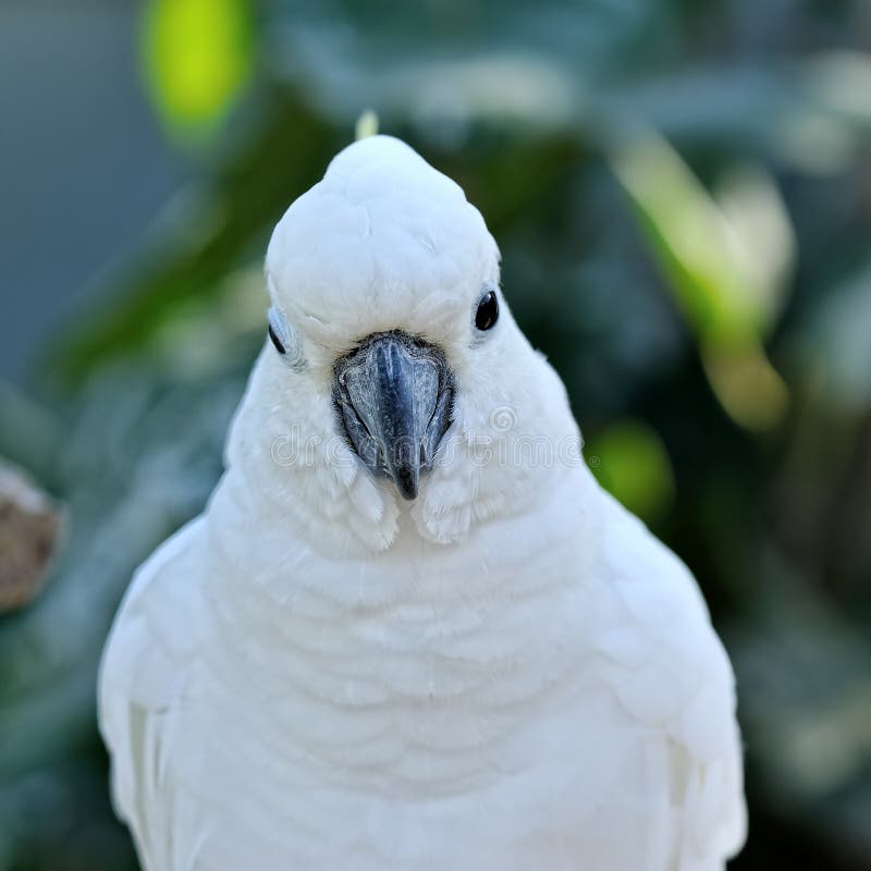 Head of the White Cockatoo. Stock Image - Image of tropical, pets: 26211935