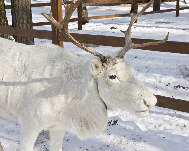 White deer stock photo. Image of animal, snow, white - 24043172