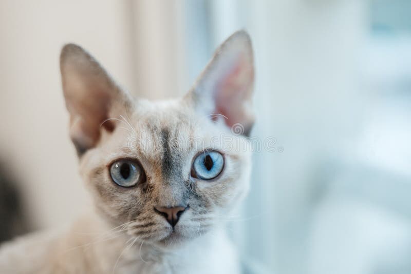 Devon Rex Cat with Blue Eyes Stock Photo - Image of white, blue: 264260178