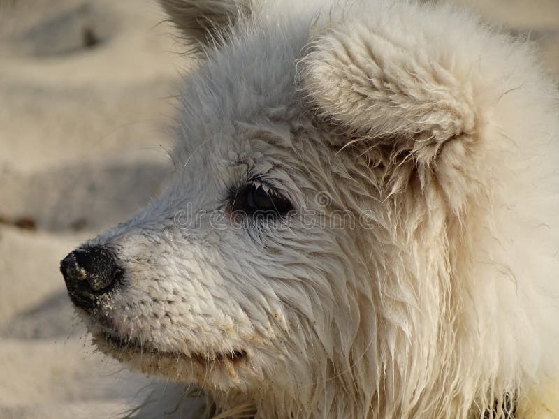 The Head of a White Dog in the Sand Stock Photo - Image of head ...