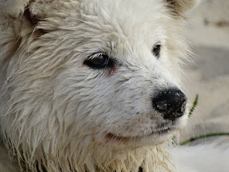 The Head of a White Dog in the Sand Stock Photo - Image of portrait ...
