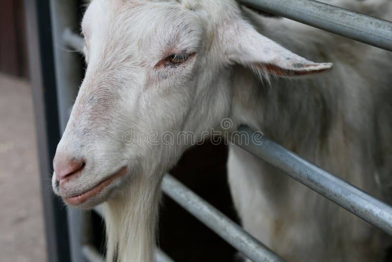 1,648 Goat Side View Stock Photos - Free & Royalty-Free Stock Photos ...