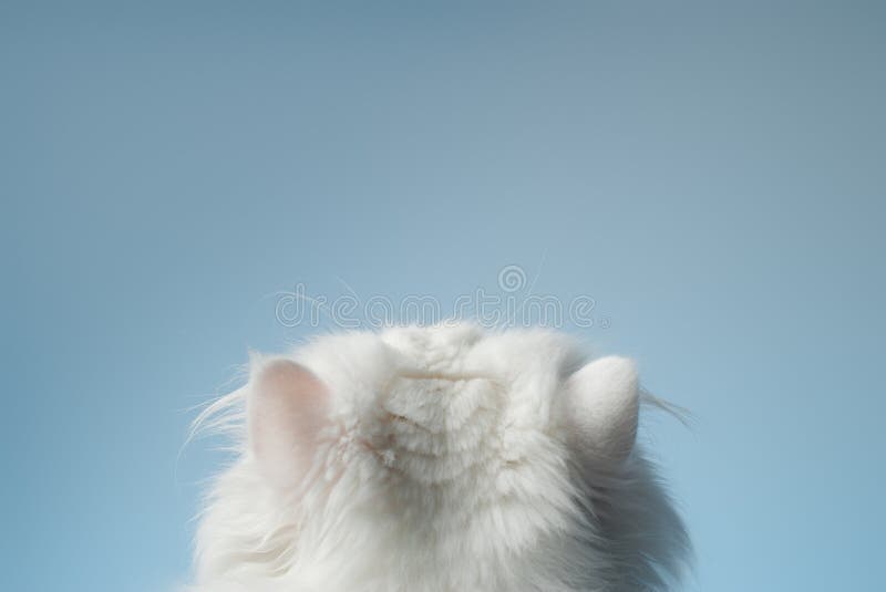 Head of a White Persian Cat. Back View Stock Photo - Image of shot ...