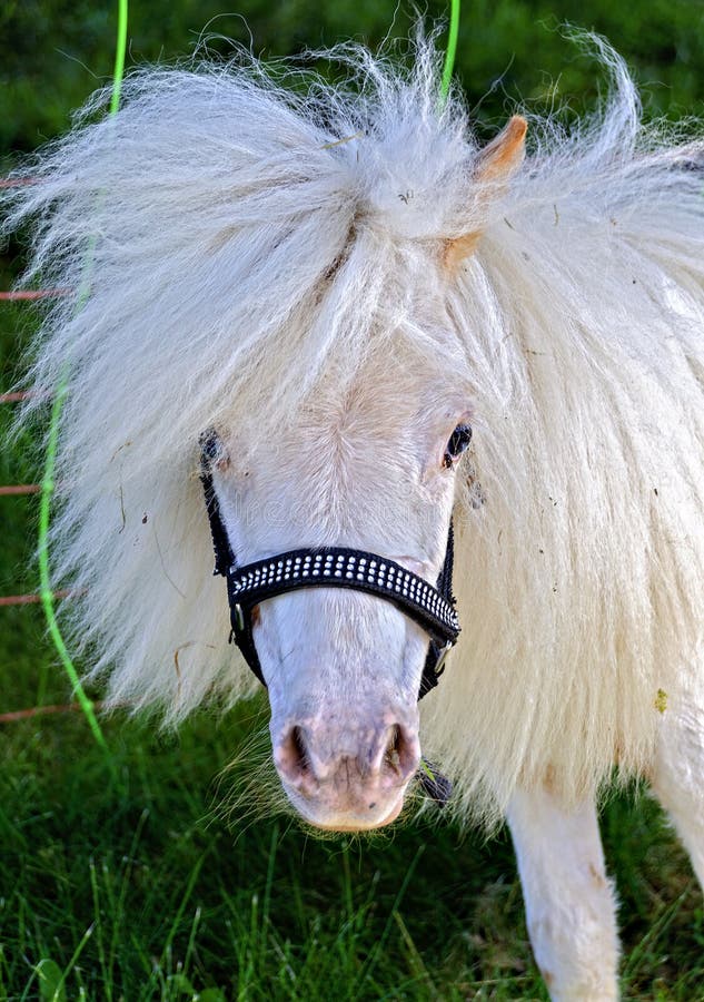 Head of a white pony stock image. Image of head, shaggy - 236310109