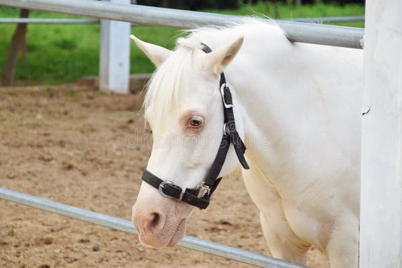 The Head of a White Pony is Standing in the Horse Stable Stock Image ...