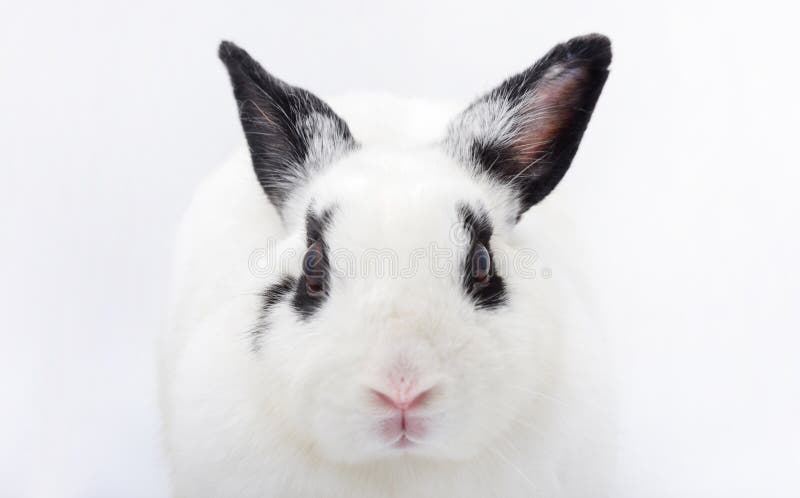 White Rabbit with Black Ears Sit on White Background Stock Photo ...
