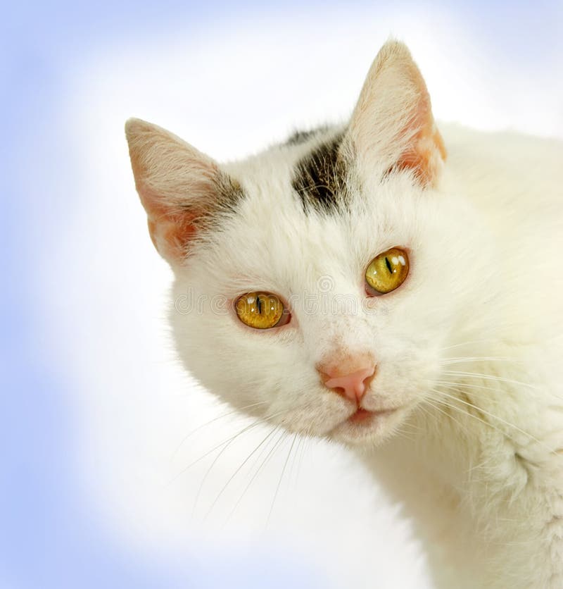 Head of a white tomcat stock image. Image of view, close - 23494249