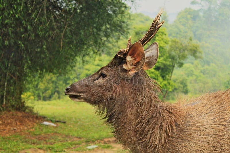 Head of Wild Dear Looking on Left Stock Image - Image of grass, forest ...
