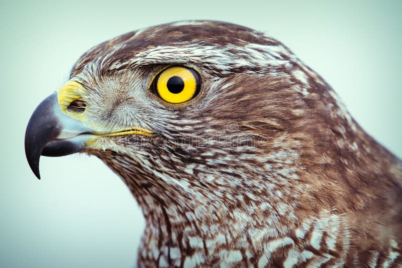 Head of wild goshawk stock photo. Image of park, mountains - 105757570