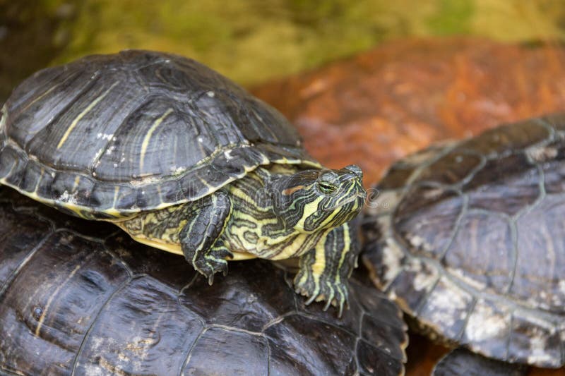 Head of Wild Pond Slider Turtle in Botanical Garden Stock Image - Image ...
