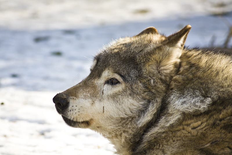 Head of wolf stock photo. Image of head, moscow, fauna - 16304288