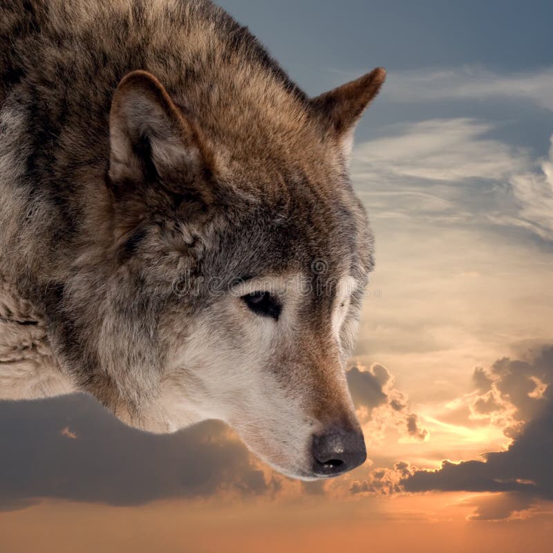 Head of Wolf Against Sunset Sky Stock Photo - Image of nature, head ...