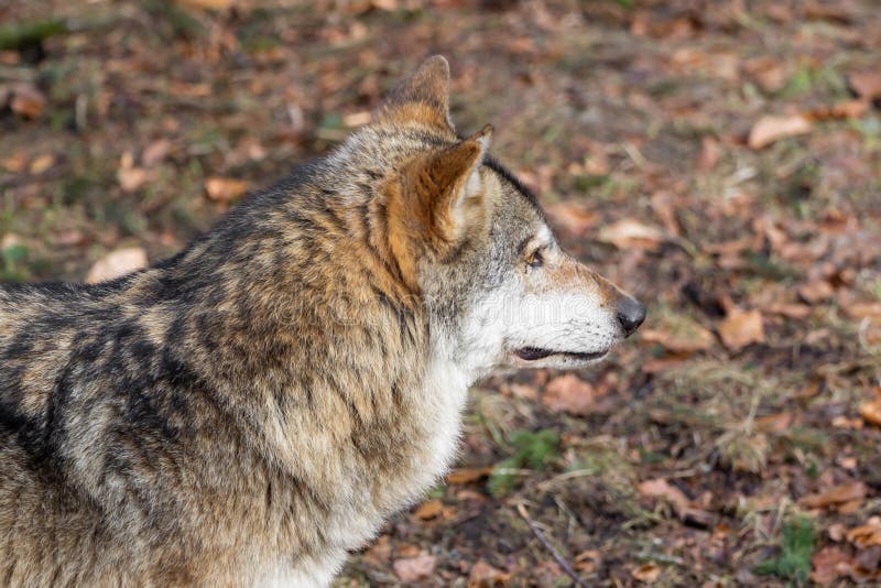 The Head of a Wolf from the Side Stock Image - Image of gray, side ...