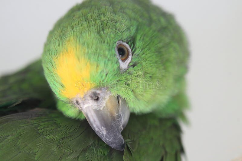 Yellow-crowned Amazon Parrot Stock Photo - Image of nature, detail ...