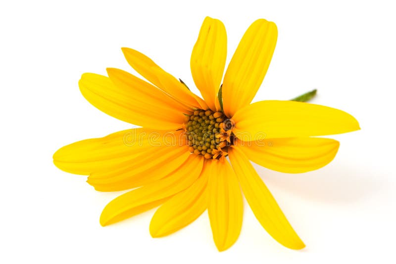 Head of yellow flower stock photo. Image of copyspace - 68352854